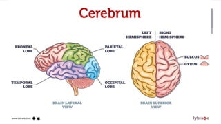 Structure of brain..basic information anatomy | PPTX | Brain and ...