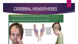 Structure of brain..basic information anatomy | PPTX | Brain and ...