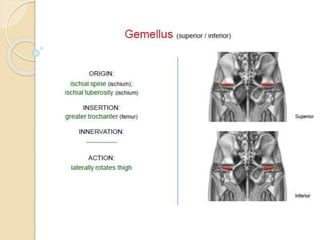 Muscles of Lower Limb | PPTX