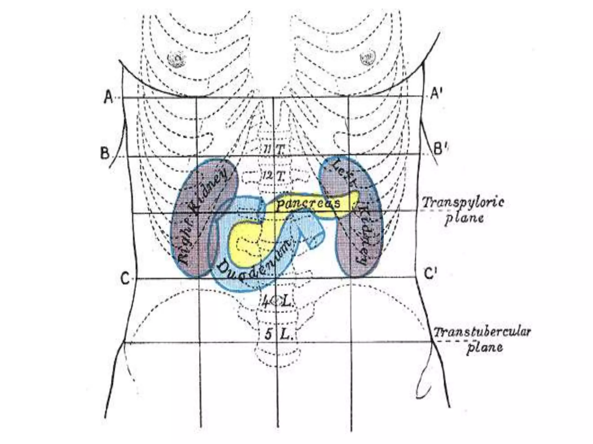 Anatomy of kidney - Dr Nesar, AKTC, AMU, Aligarh | PPTX