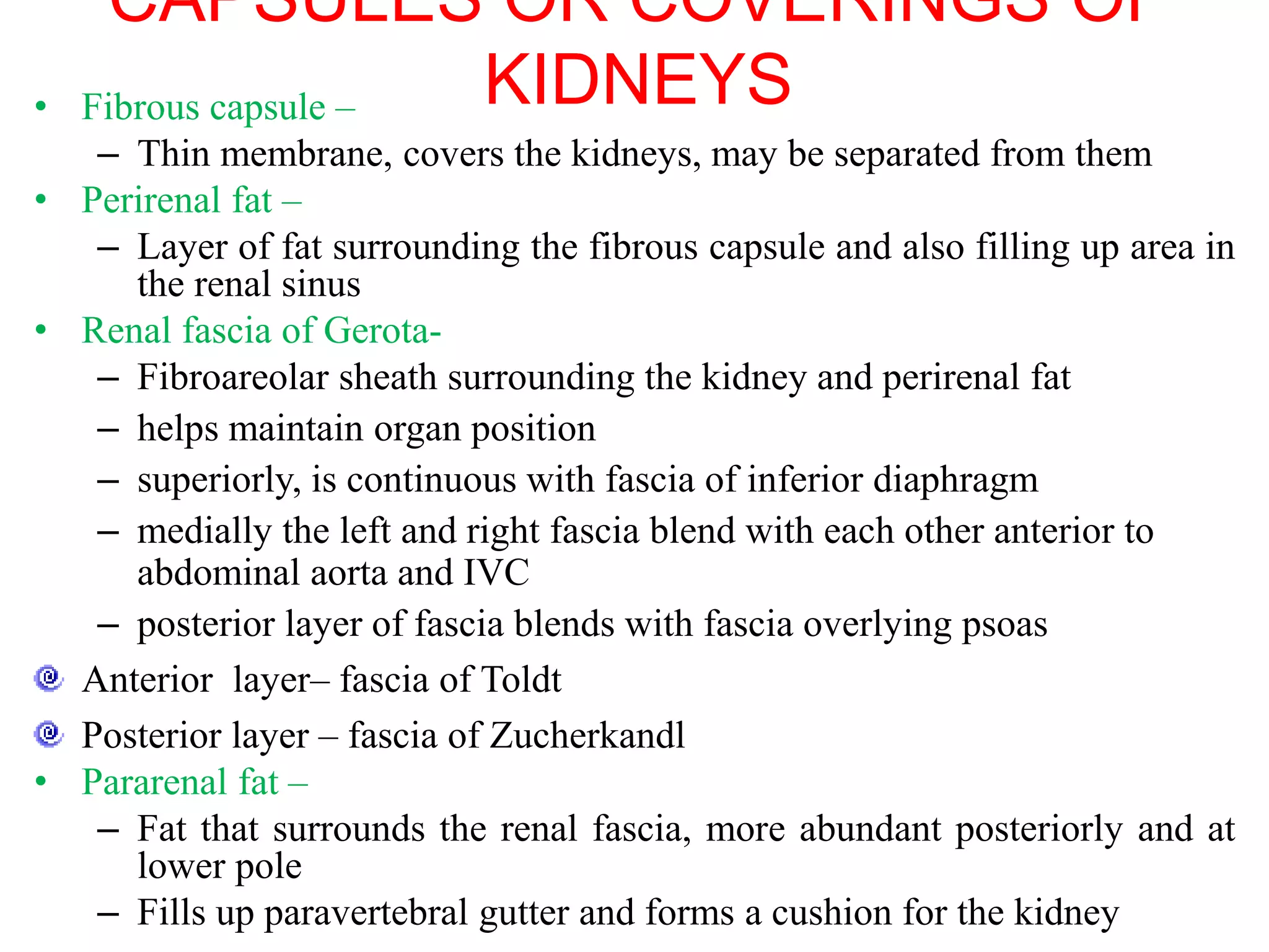 Anatomy of kidney - Dr Nesar, AKTC, AMU, Aligarh | PPTX