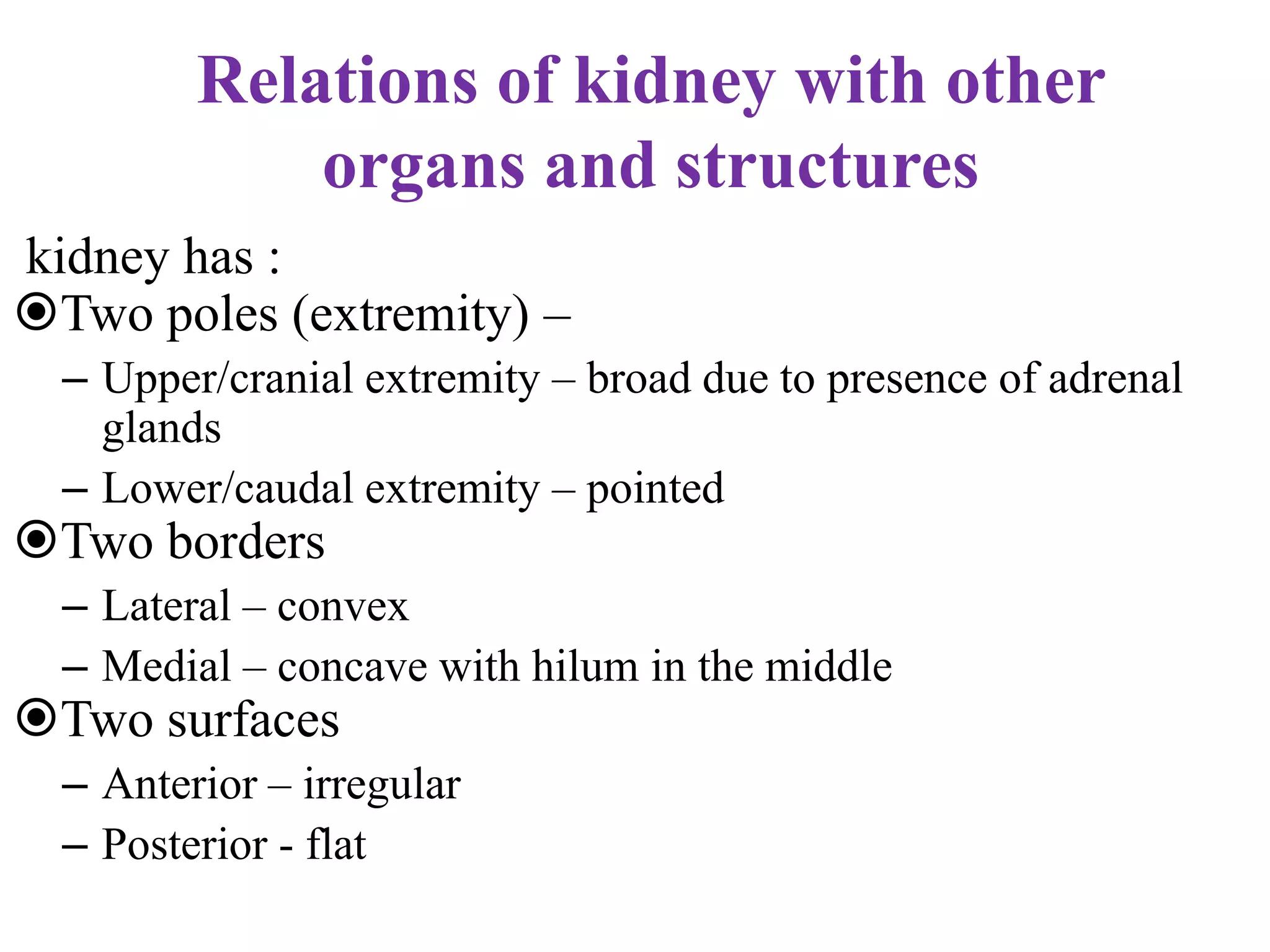 Anatomy of kidney - Dr Nesar, AKTC, AMU, Aligarh | PPTX