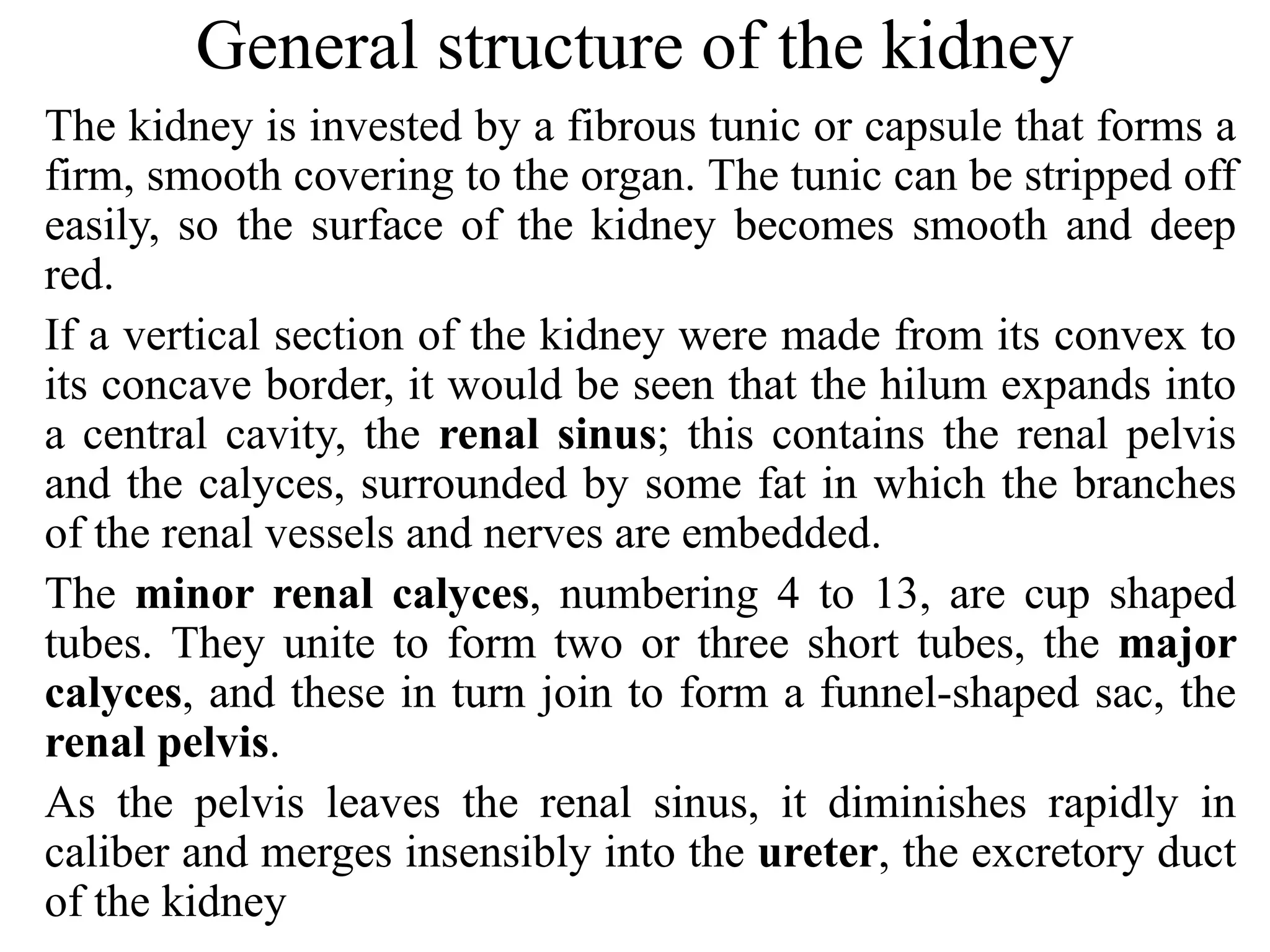 Anatomy of kidney - Dr Nesar, AKTC, AMU, Aligarh | PPTX