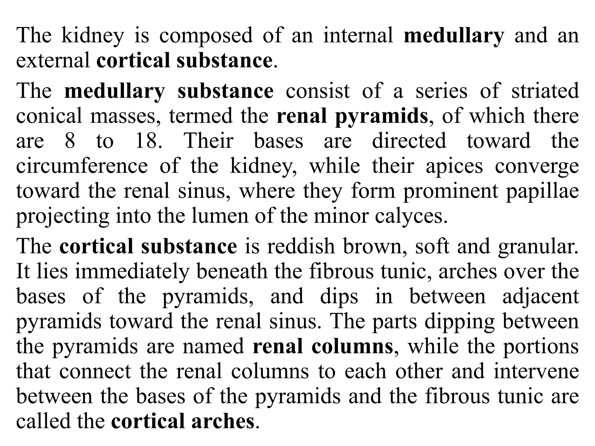 Anatomy of kidney - Dr Nesar, AKTC, AMU, Aligarh | PPTX