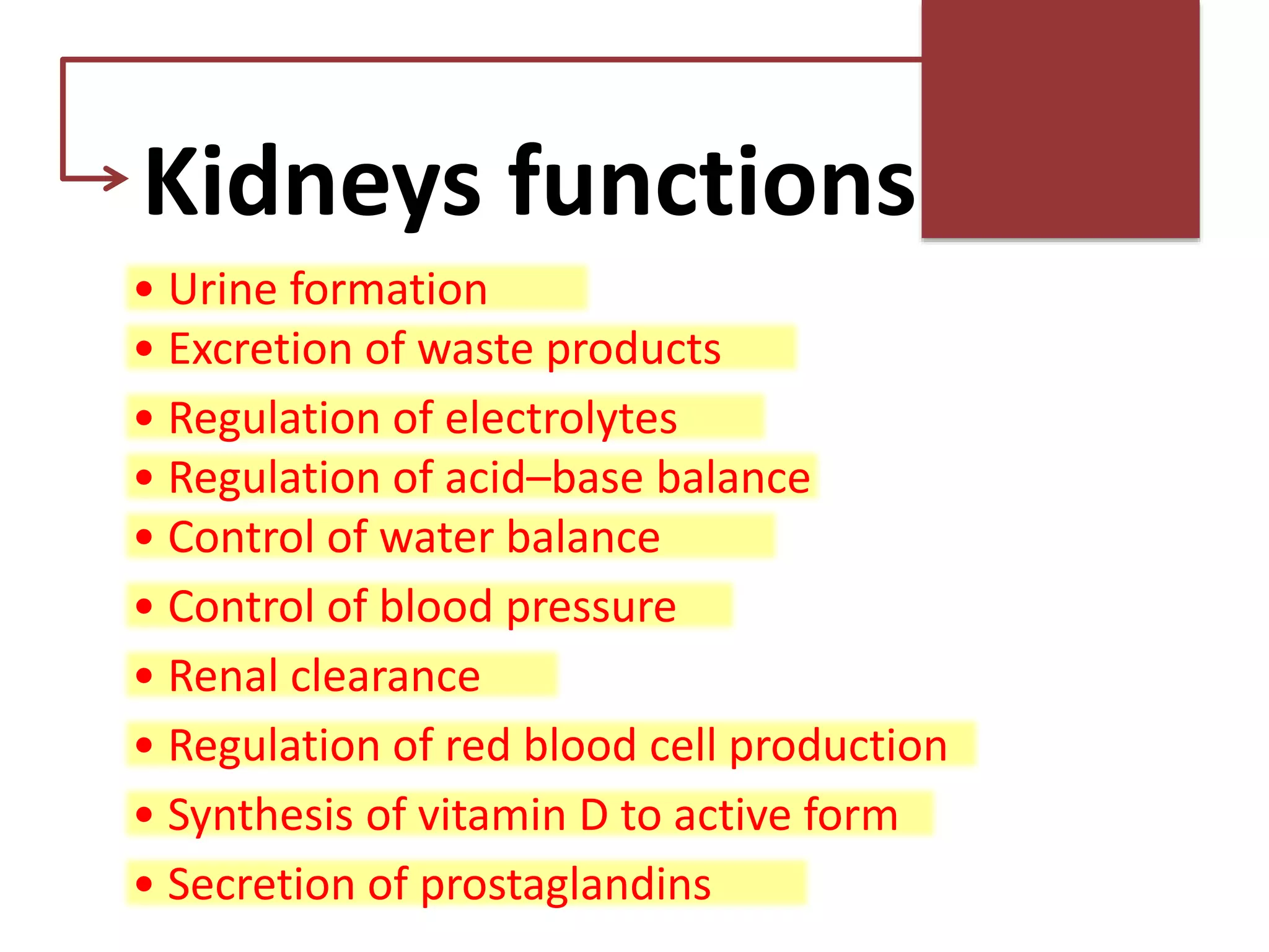 Anatomy of kidney - Dr Nesar, AKTC, AMU, Aligarh | PPTX