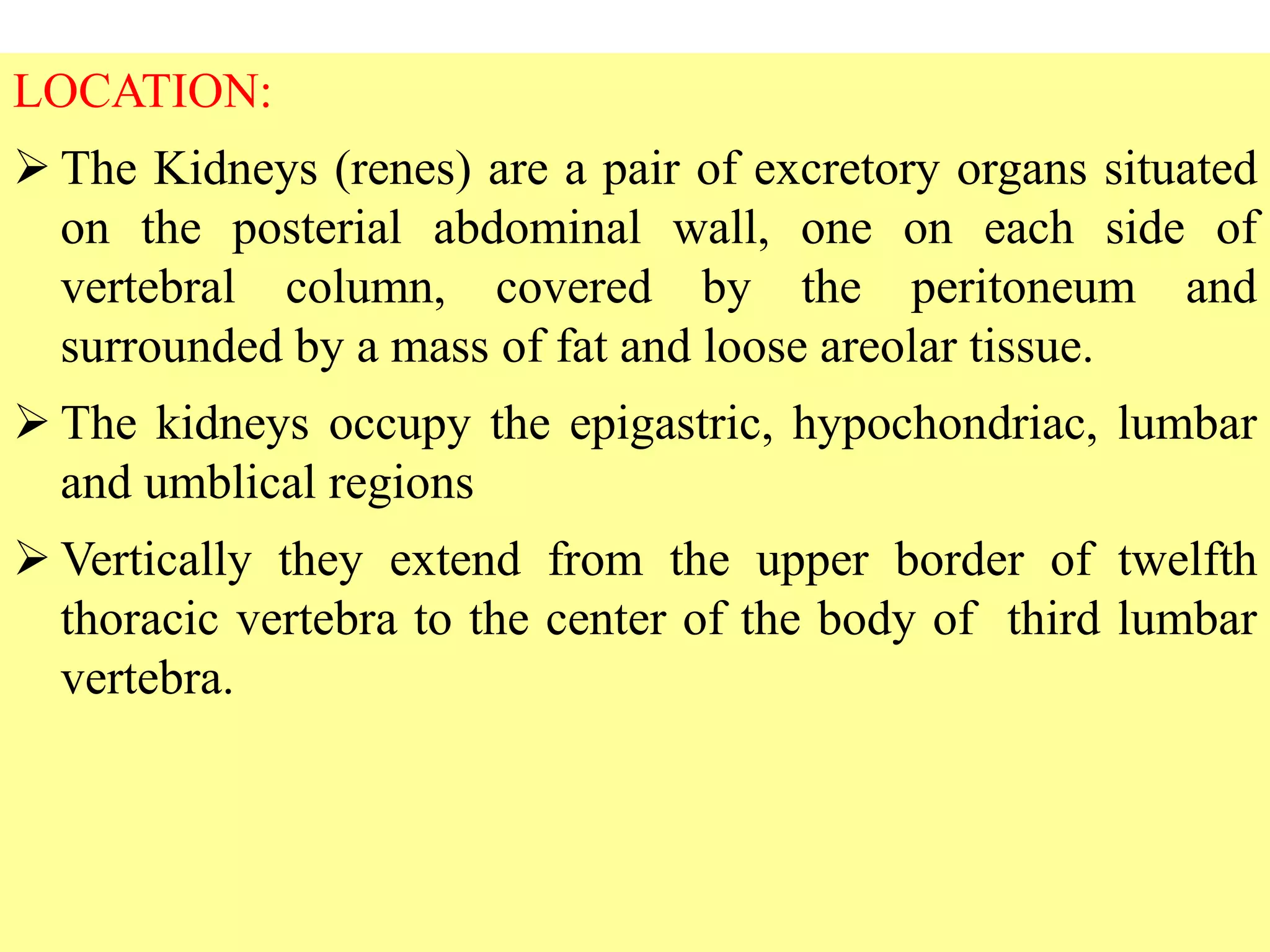 Anatomy of kidney - Dr Nesar, AKTC, AMU, Aligarh | PPTX