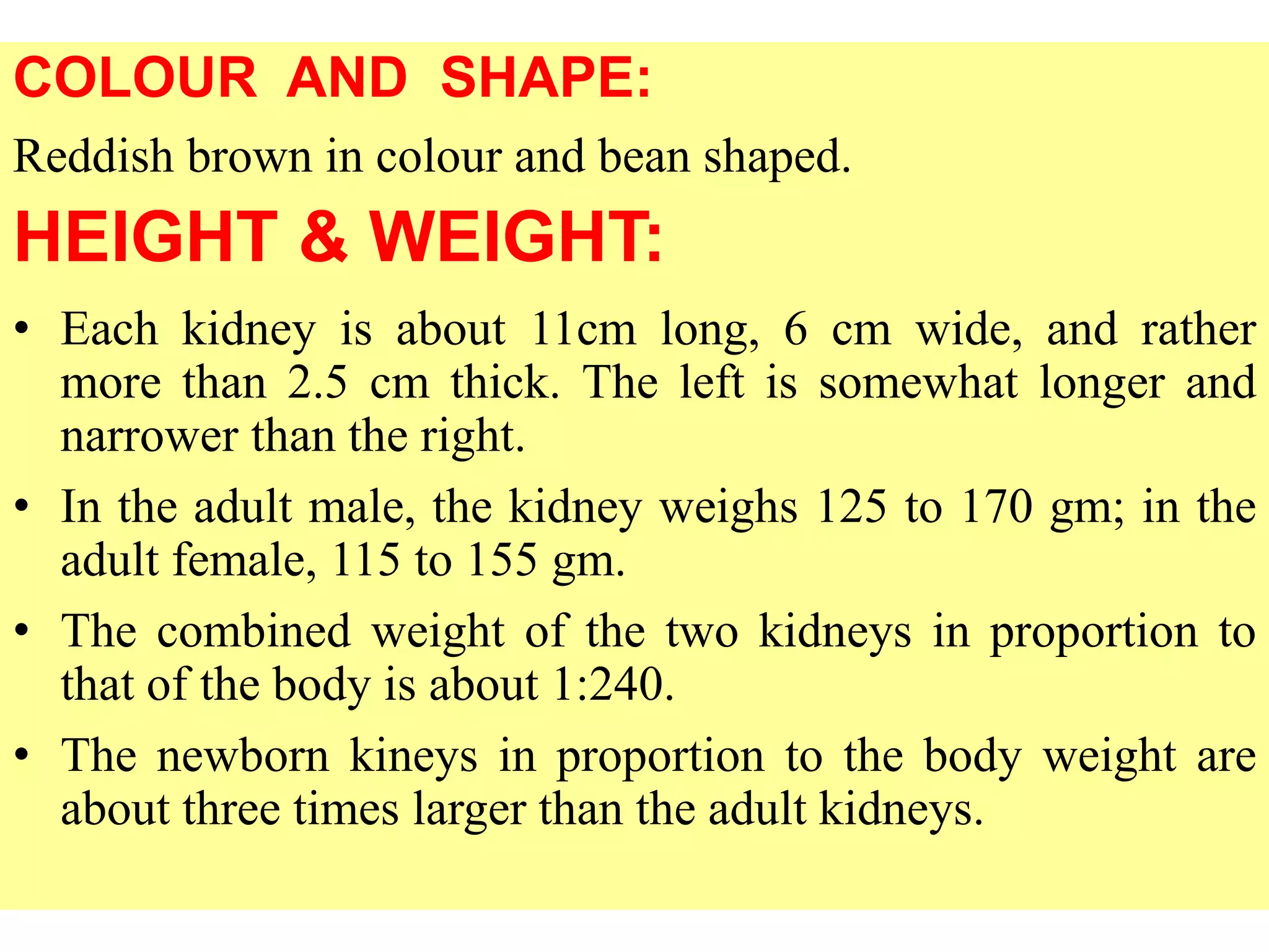 Anatomy of kidney - Dr Nesar, AKTC, AMU, Aligarh | PPTX