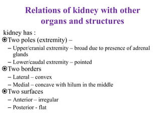 Anatomy of kidney - Dr Nesar, AKTC, AMU, Aligarh | PPTX