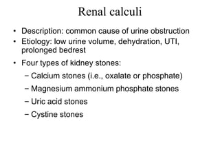 Anatomy of kidney - Dr Nesar, AKTC, AMU, Aligarh | PPTX