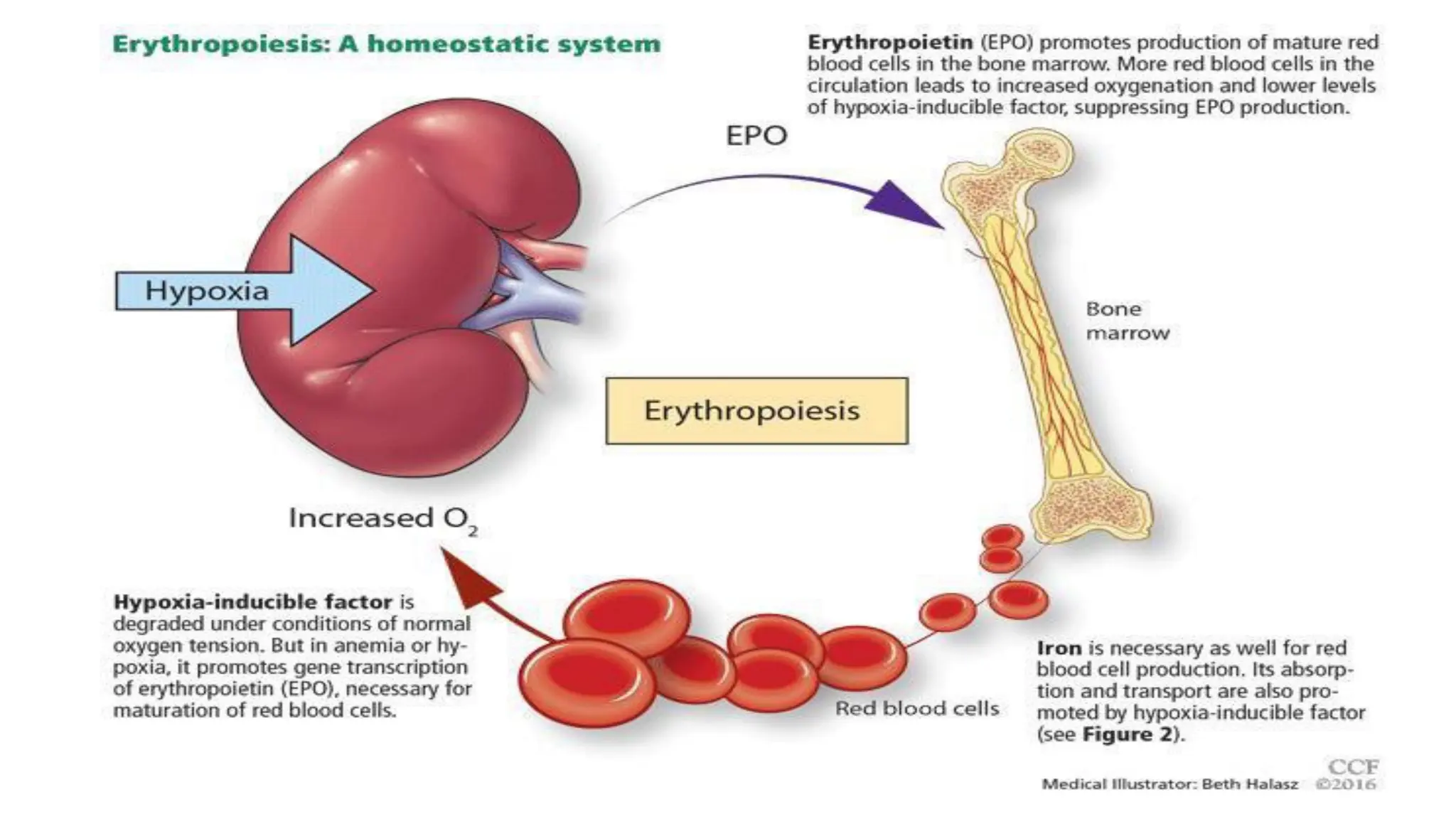 ANEMIA IN CHRONIC KIDNEY DISEASE,NEPHROLOGY | PDF