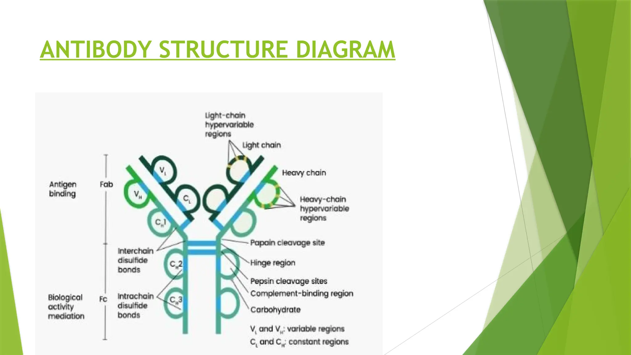 Presentation antibody.pptx free to use for students | PPTX