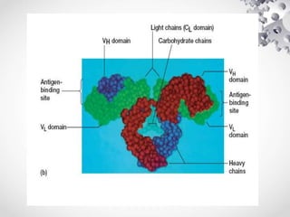 presentationantibodyandstructure-161004100522.pdf