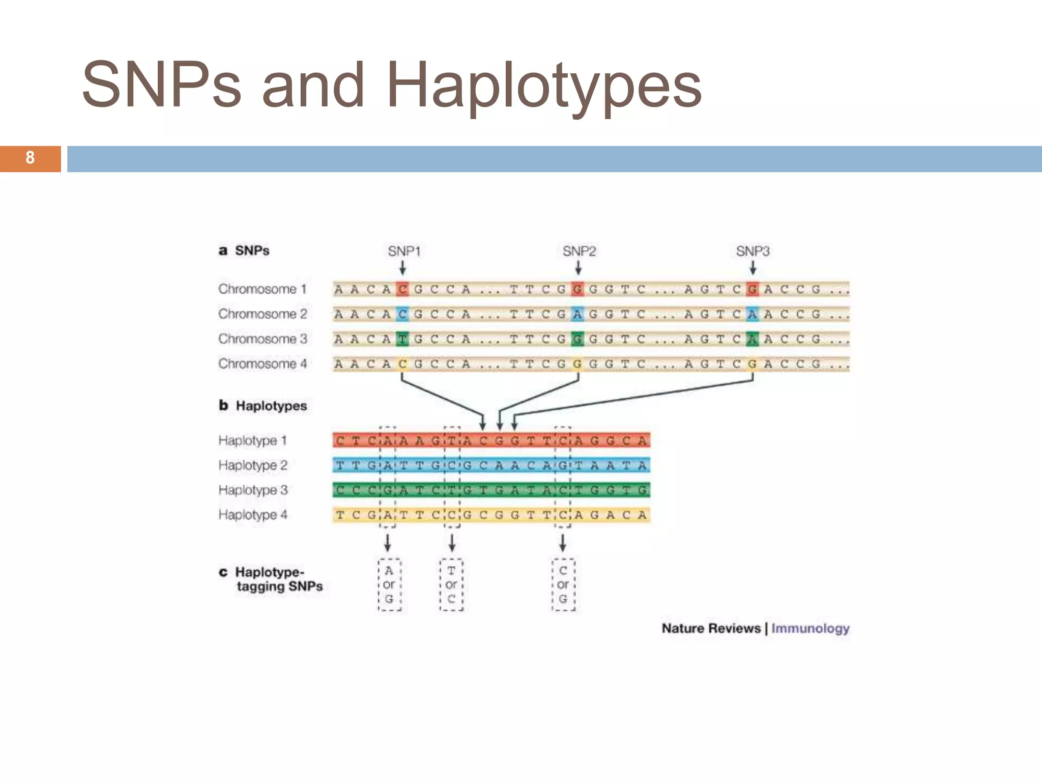 Microhaplotype, A Powerful New Type of Genetic Marker | PPSX