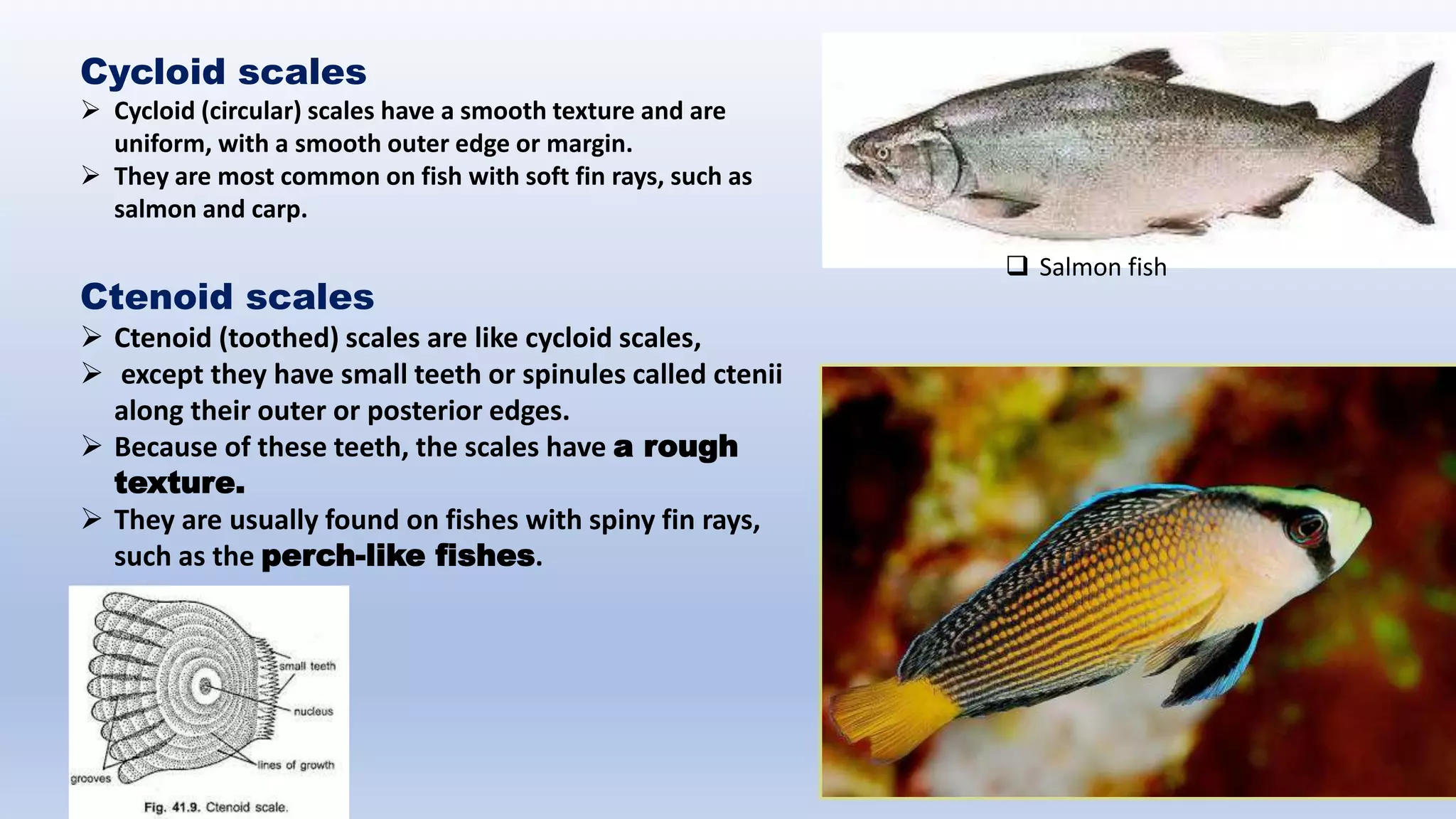 types of fishes scales | PPTX