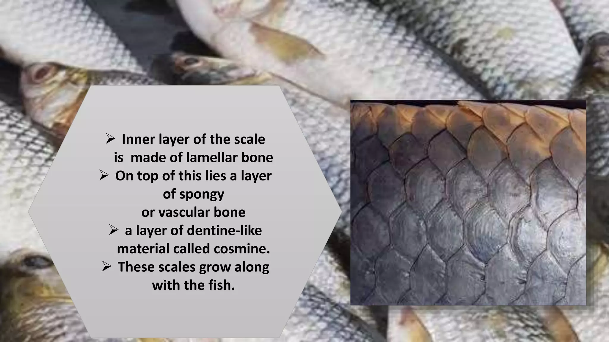 types of fishes scales | PPTX