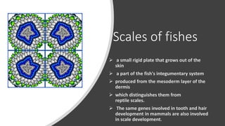 types of fishes scales | PPTX