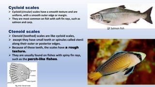 types of fishes scales | PPTX
