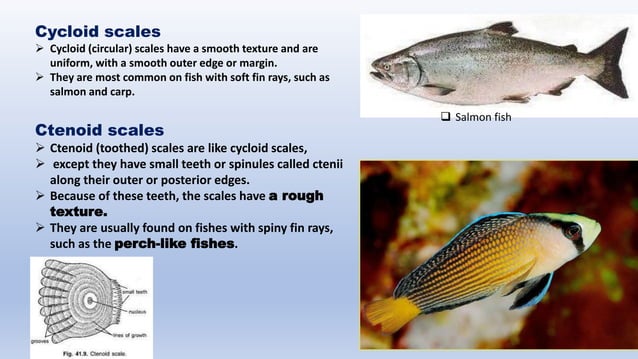 types of fishes scales | PPTX