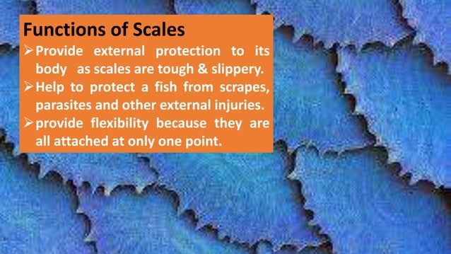 types of fishes scales | PPTX