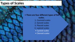 types of fishes scales | PPTX