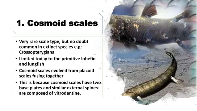 types of fishes scales | PPTX