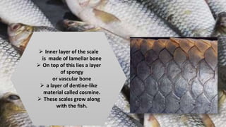 types of fishes scales | PPTX