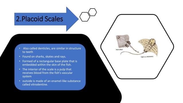 types of fishes scales | PPTX