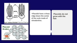 types of fishes scales | PPTX