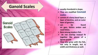 types of fishes scales | PPTX