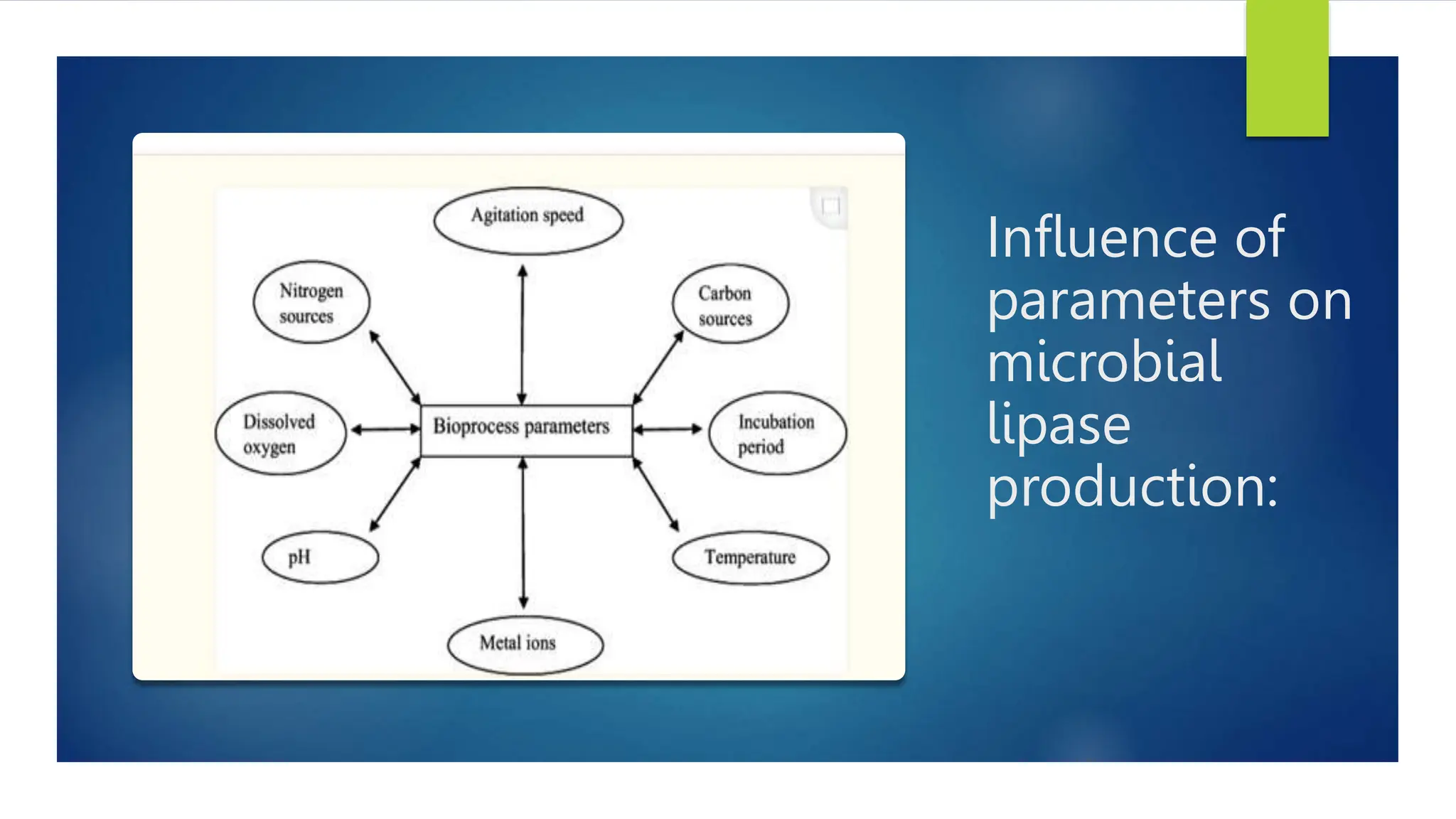 presentation llipase enzyme from(1).pptx