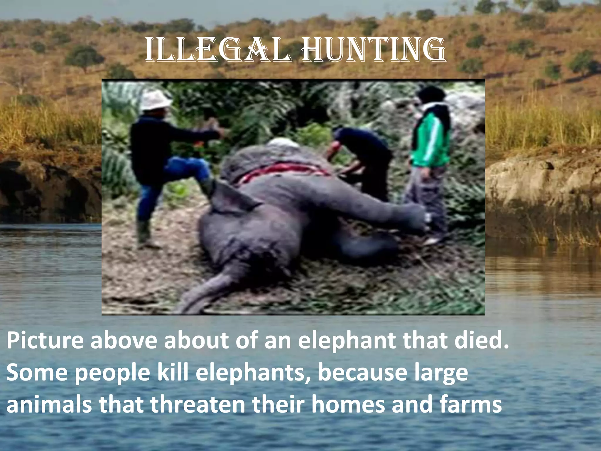 English presentation about Illegal Hunting | PPTX