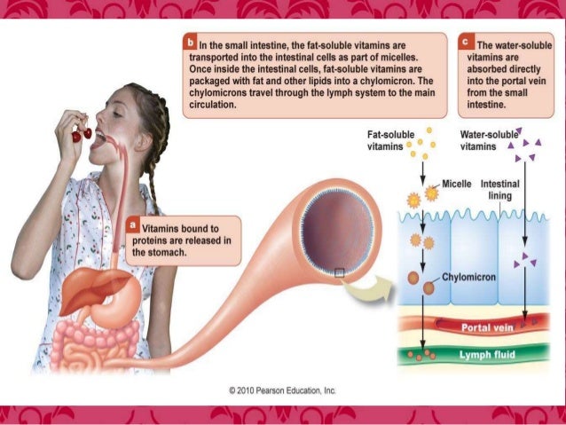 Presentation B1 thiamine