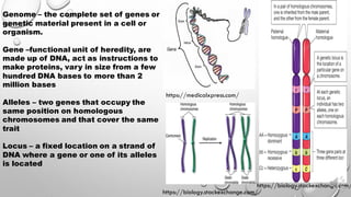 PRESENTATION basic principle of genetic disease.pdf