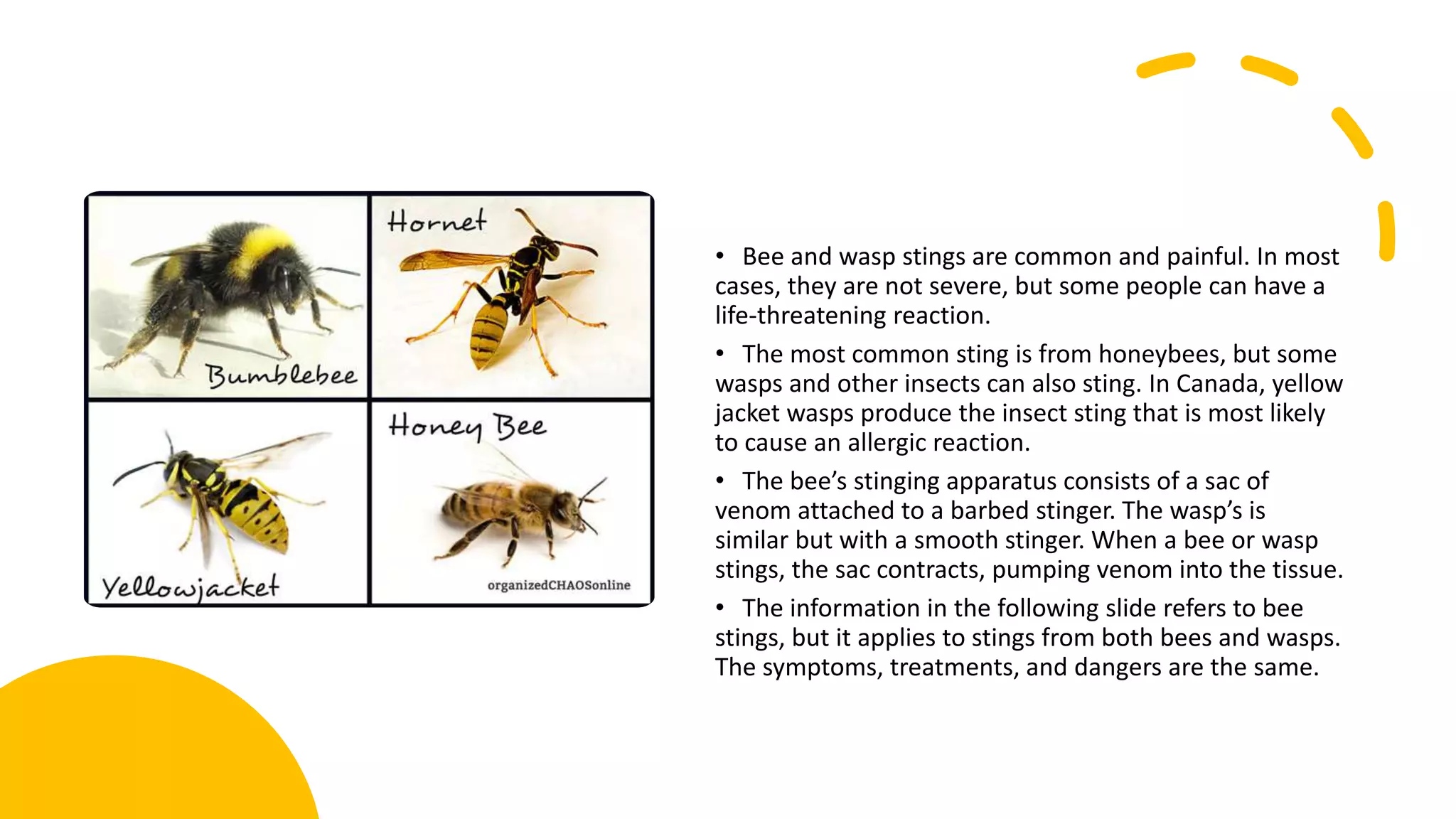 presentation_Bee and Wasp stings.pptx