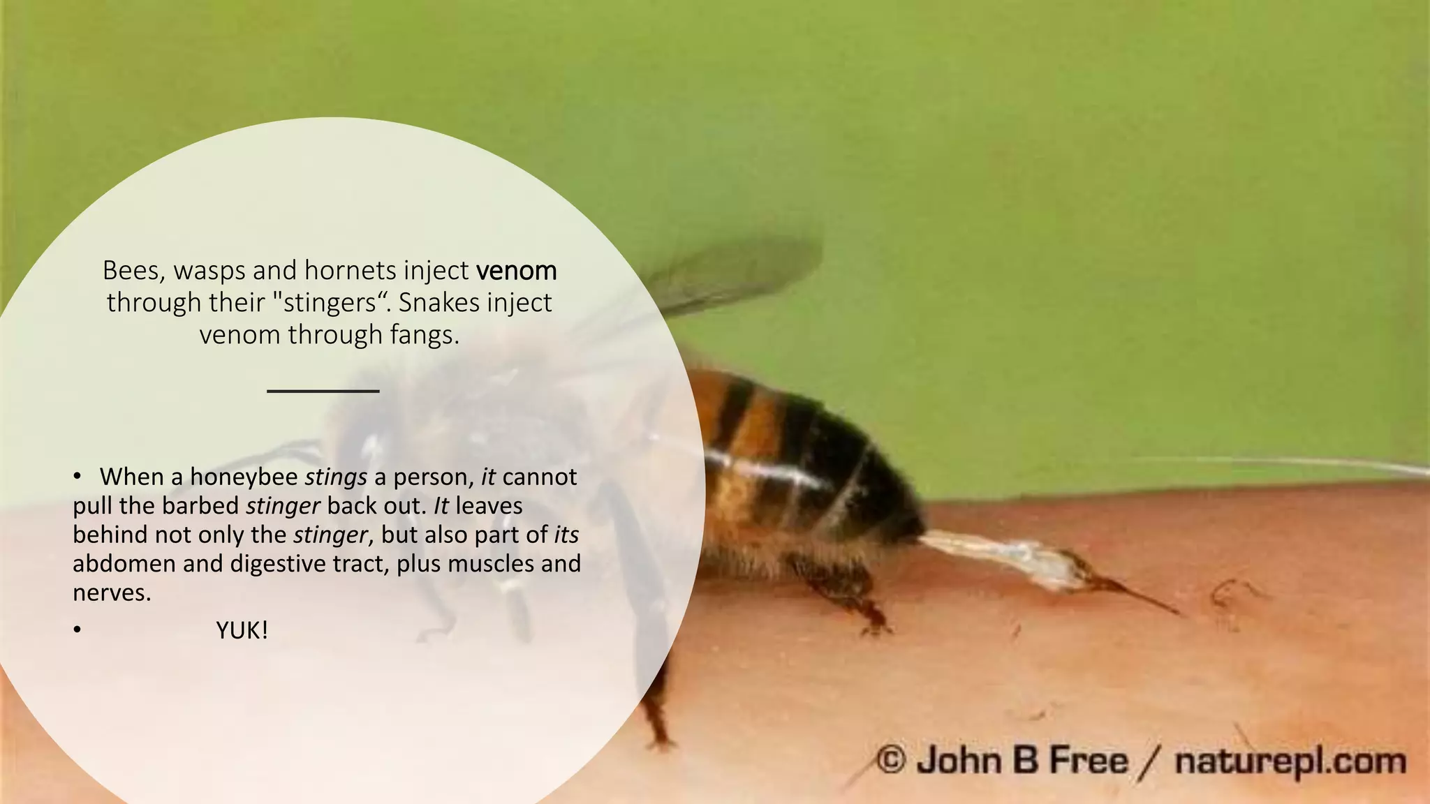 presentation_Bee and Wasp stings.pptx