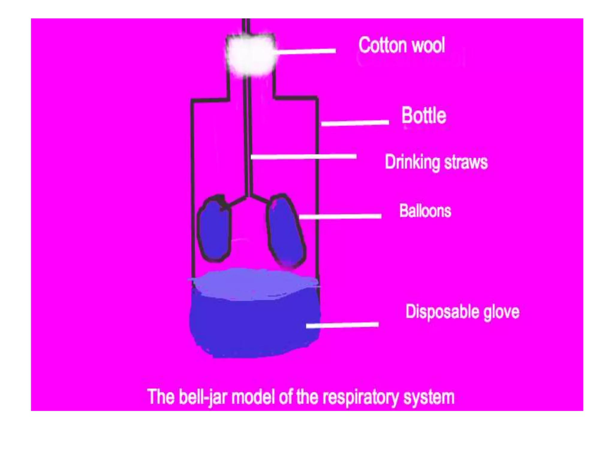 Bell jar model | PPT