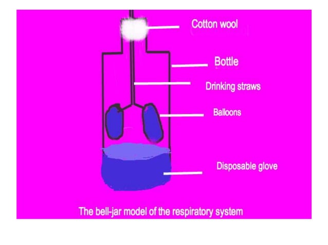 Bell Jar Model | PPT