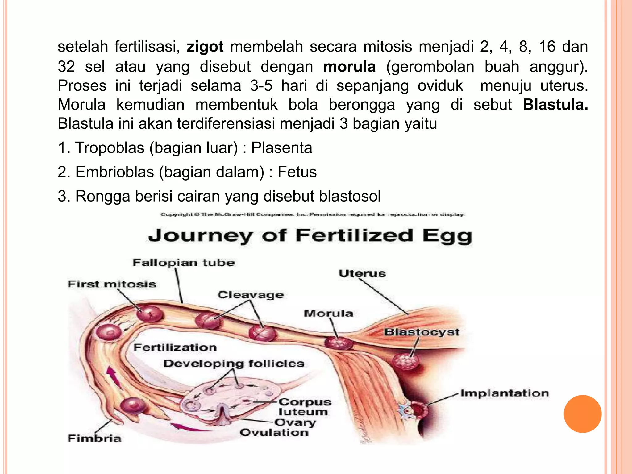 Presentation biologi Kehamilan | PPTX
