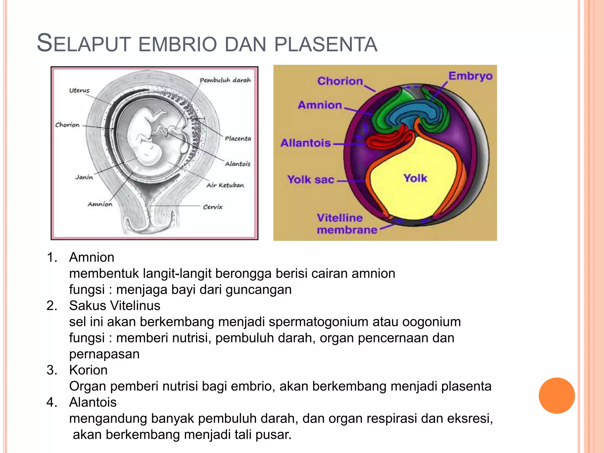 Presentation biologi Kehamilan | PPTX