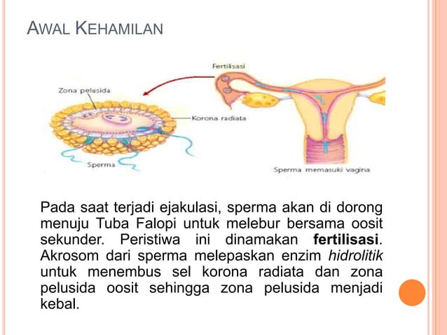 Presentation biologi Kehamilan | PPTX