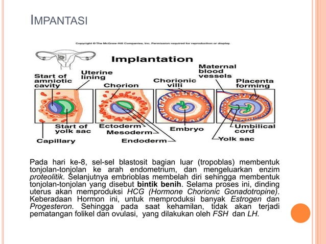 Presentation biologi Kehamilan | PPTX