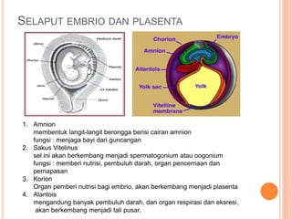 Presentation biologi Kehamilan | PPTX
