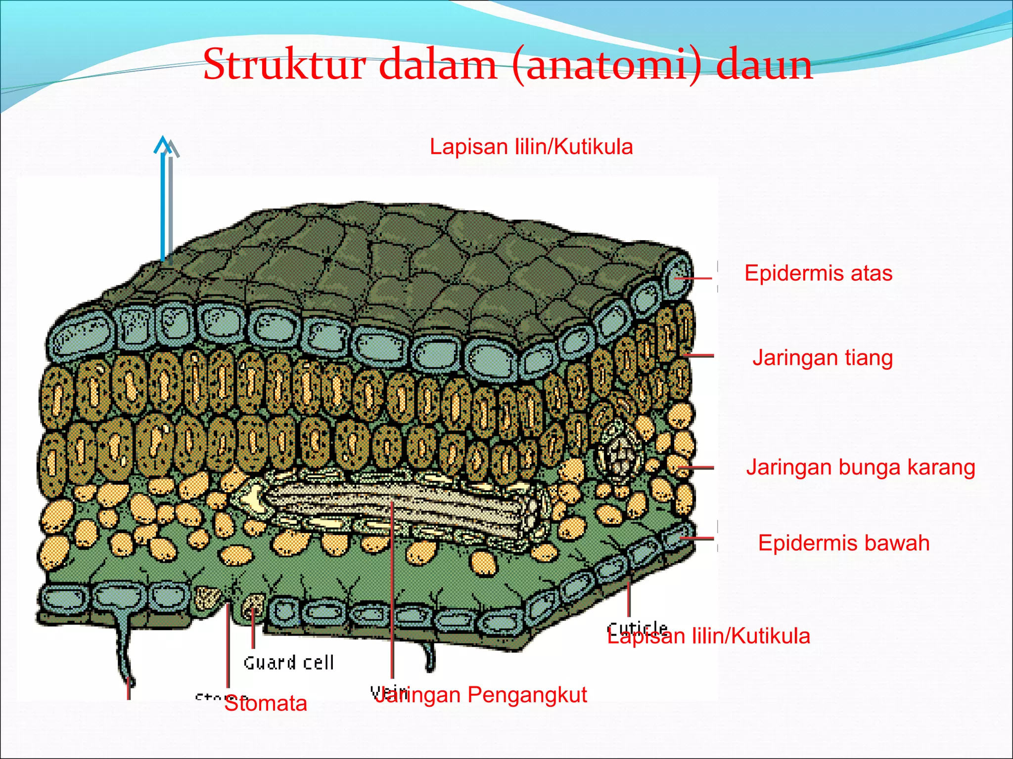 struktur dan fungsi jaringan tumbuhan | PPT