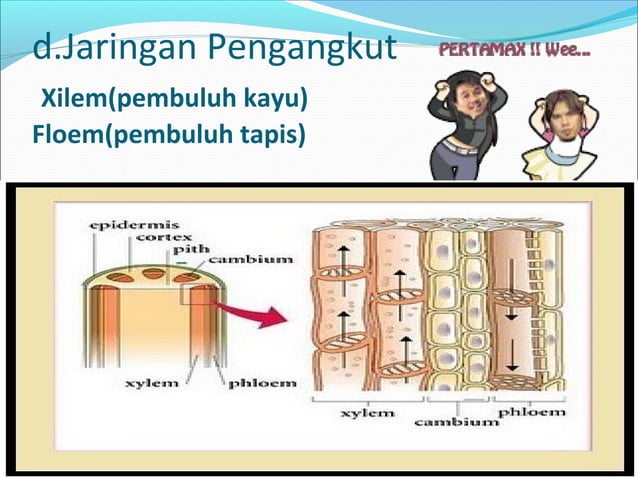 struktur dan fungsi jaringan tumbuhan | PPT