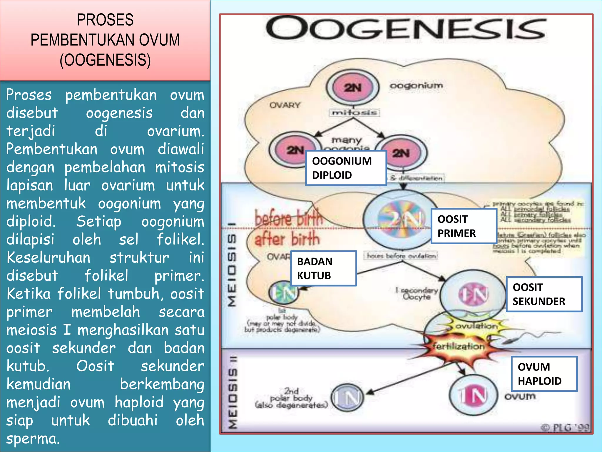 Presentasi biologi bab reproduksi | PPTX