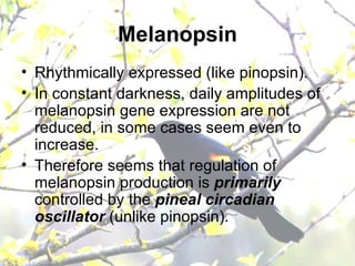 melanopsin 332 | PPT
