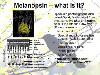melanopsin 332 | PPT