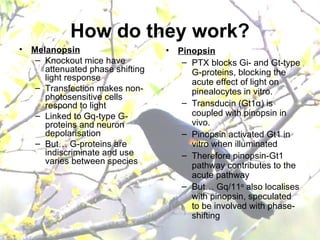 melanopsin 332 | PPT | Endocrine and Metabolic Diseases | Diseases and ...