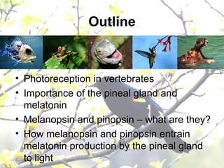 melanopsin 332 | PPT