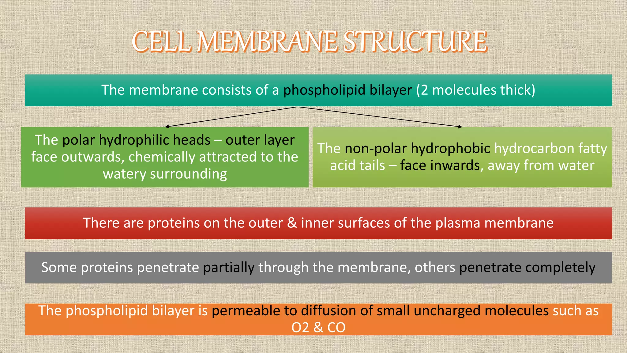 BIOLOGY FORM 4 CHAPTER 3 | PPTX